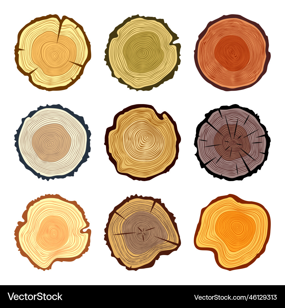 Round colorful tree trunk cuts sawn pine or oak Vector Image