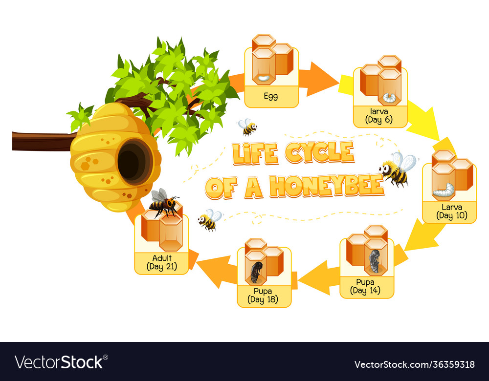Diagram showing life cycle honey bee Royalty Free Vector Diagram showing life cycle honey bee Royalty Free Vector