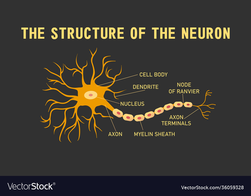 Structure brain neuron Royalty Free Vector Image