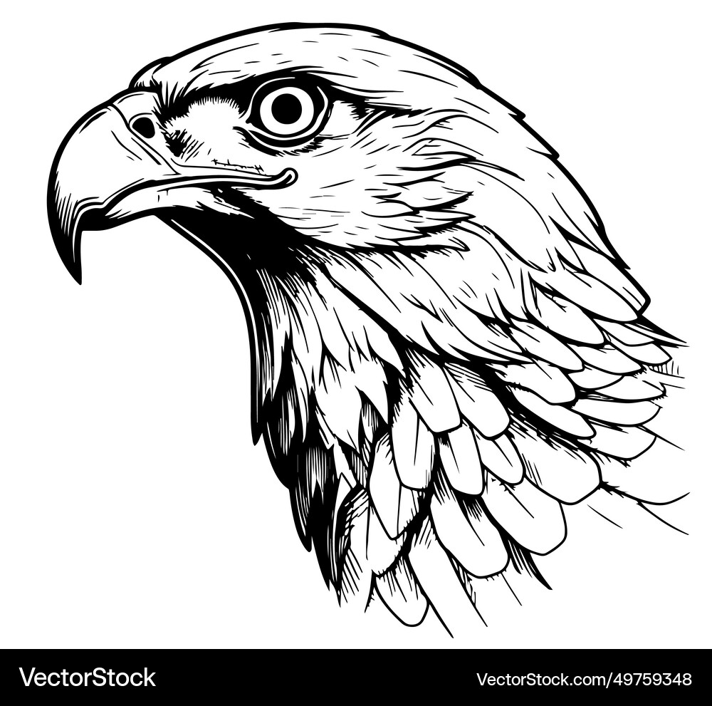 Drawing of a falcon face on white Royalty Free Vector Image