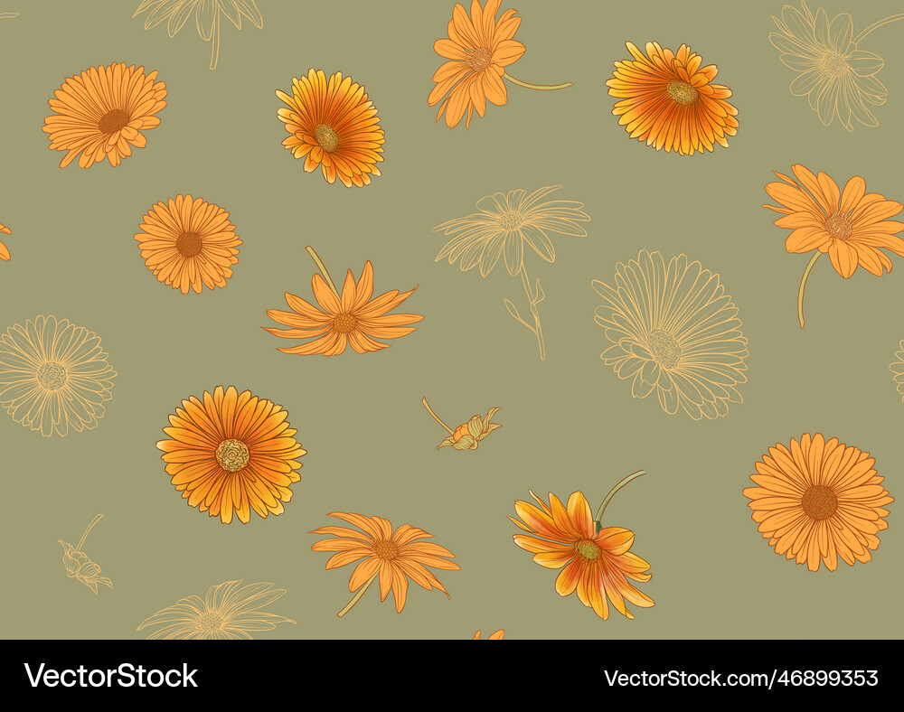 Calendula medicinal herbs and flowers Royalty Free Vector