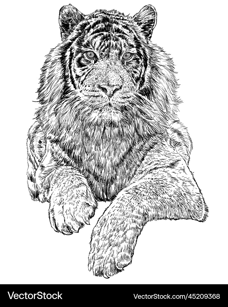 Crouching tiger hand drawn sketch black lines Vector Image