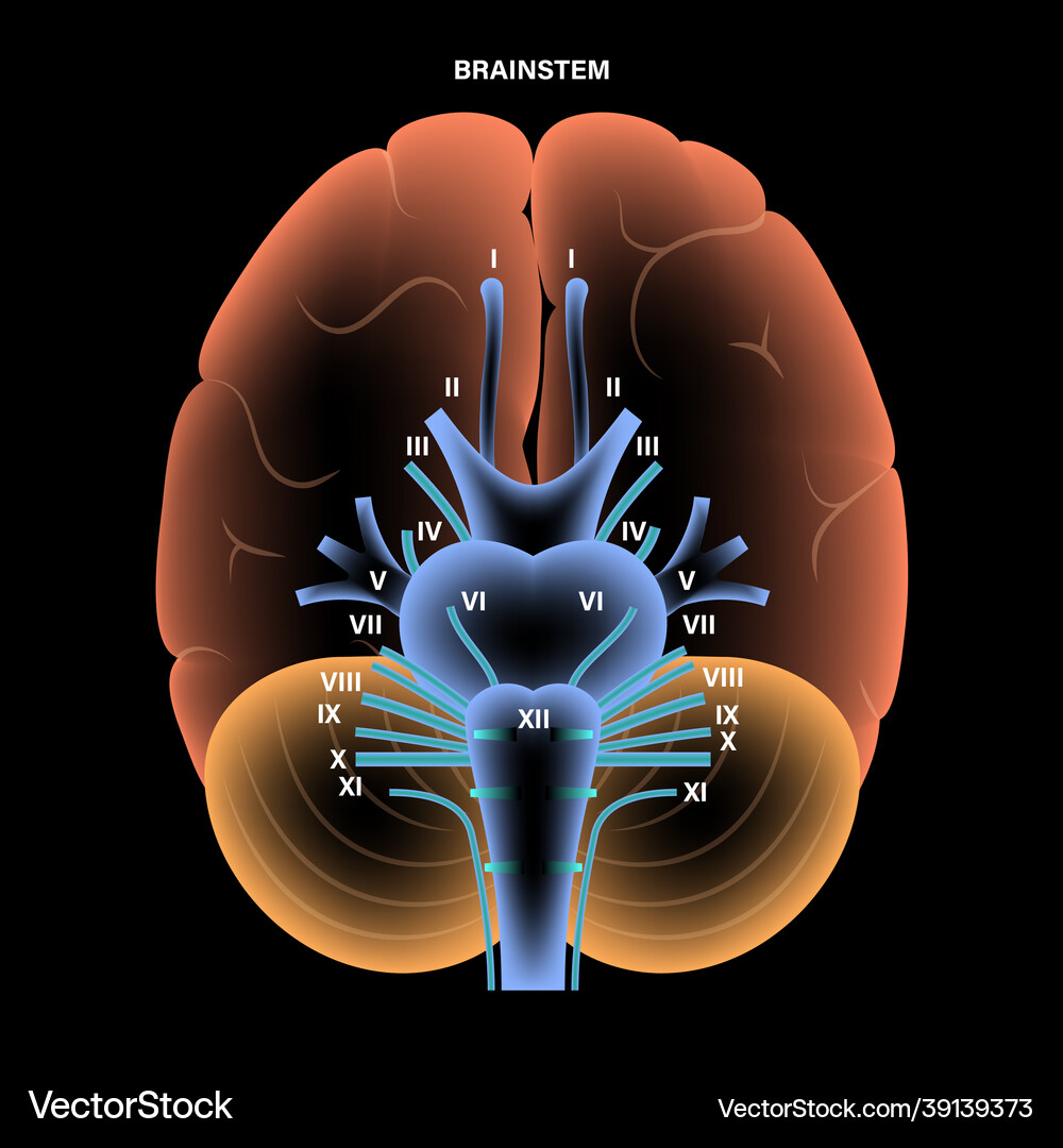 Brain Nerves Diagram