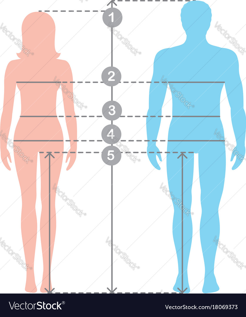 Human Body Measurements And Proportions Royalty Free Vector