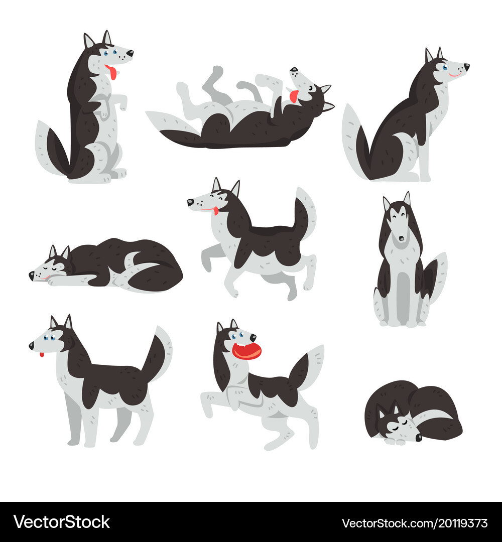Siberian husky character sett dog in different Vector Image