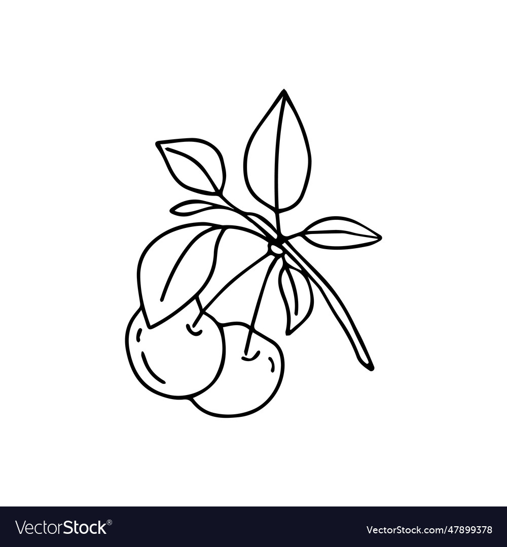 Hand Drawn Cherry Royalty Free Vector Image Vectorstock