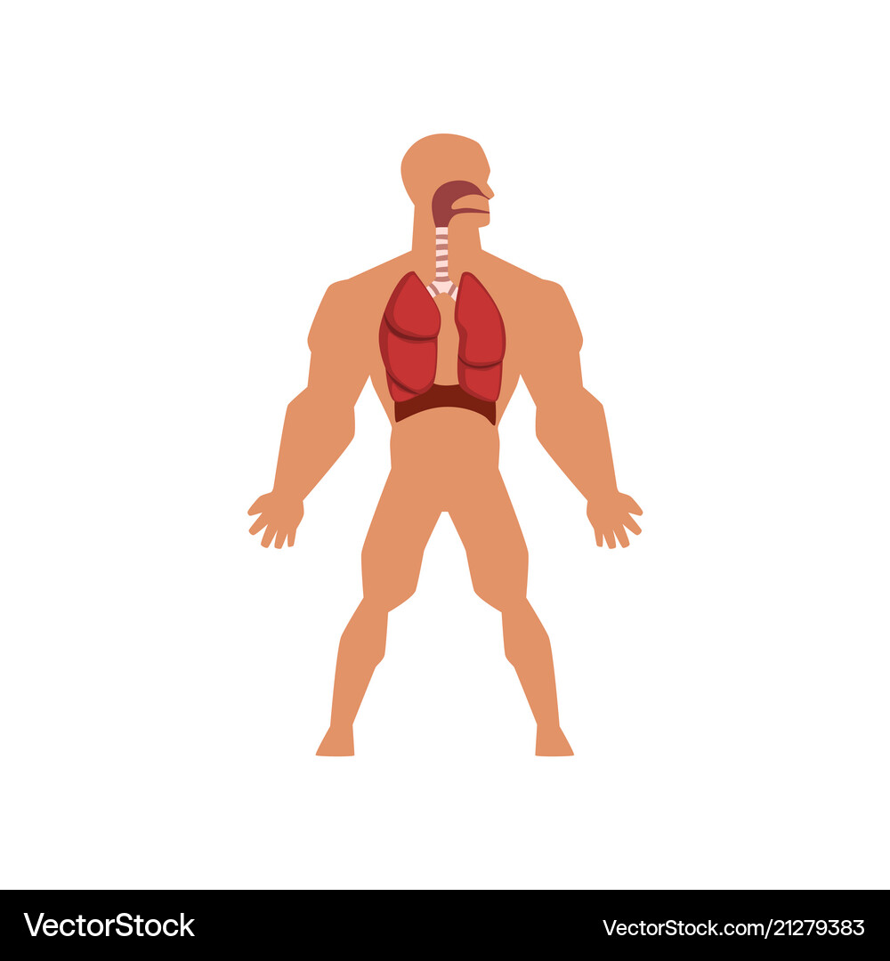 Human biological respiratory system anatomy Vector Image