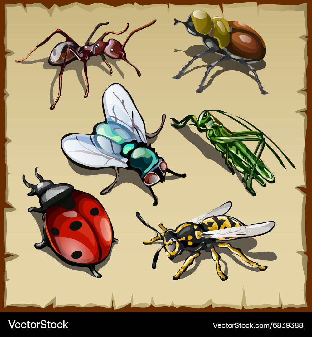 Big set of different insects six varieties Vector Image