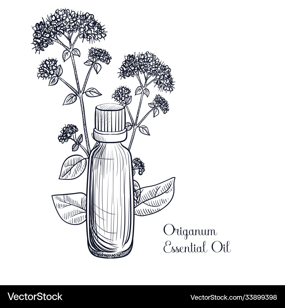 Drawing origanum essential oil Royalty Free Vector Image