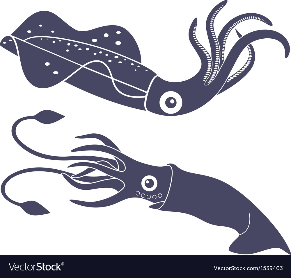 Squid Royalty Free Vector Image - VectorStock
