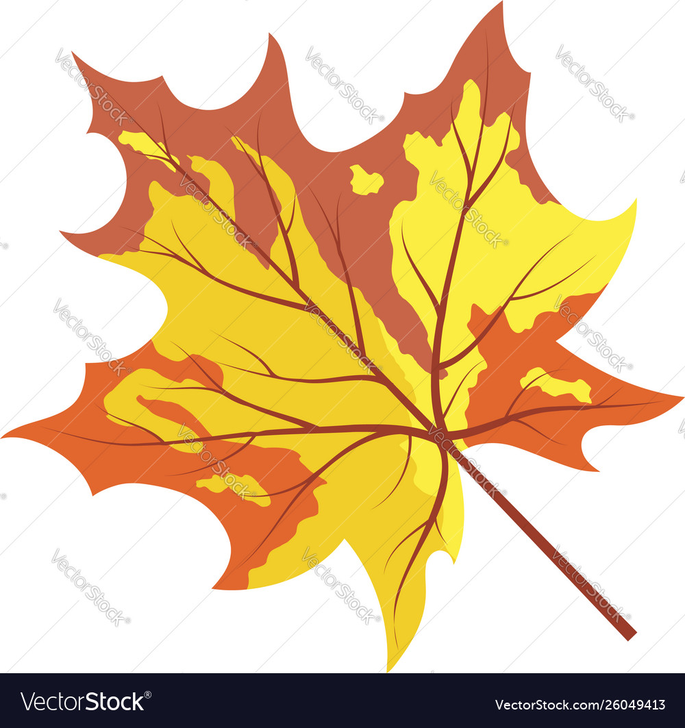 Autumn maple leaf Royalty Free Vector Image - VectorStock