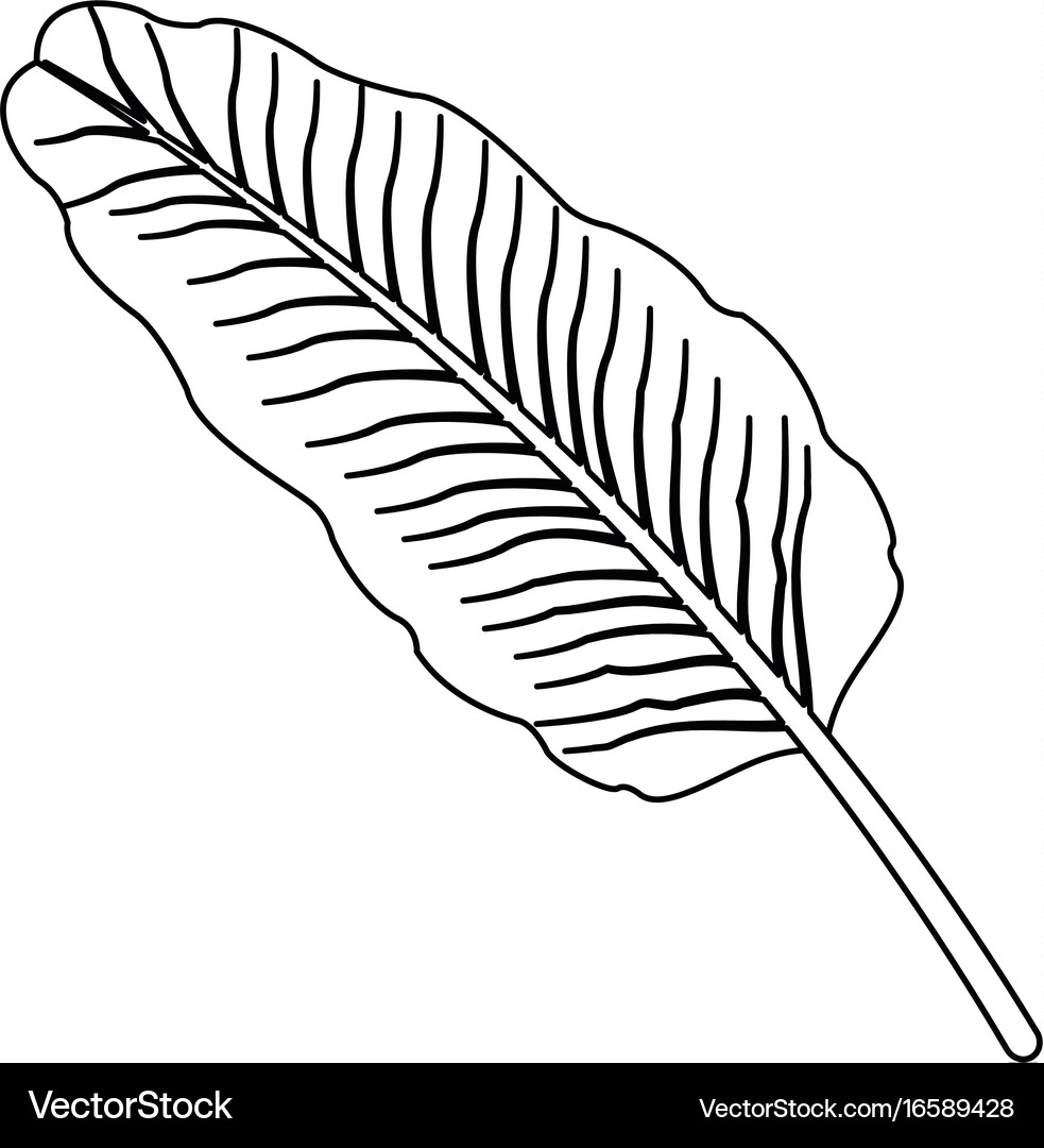 Exotic tropical leave botanical flora icon Vector Image