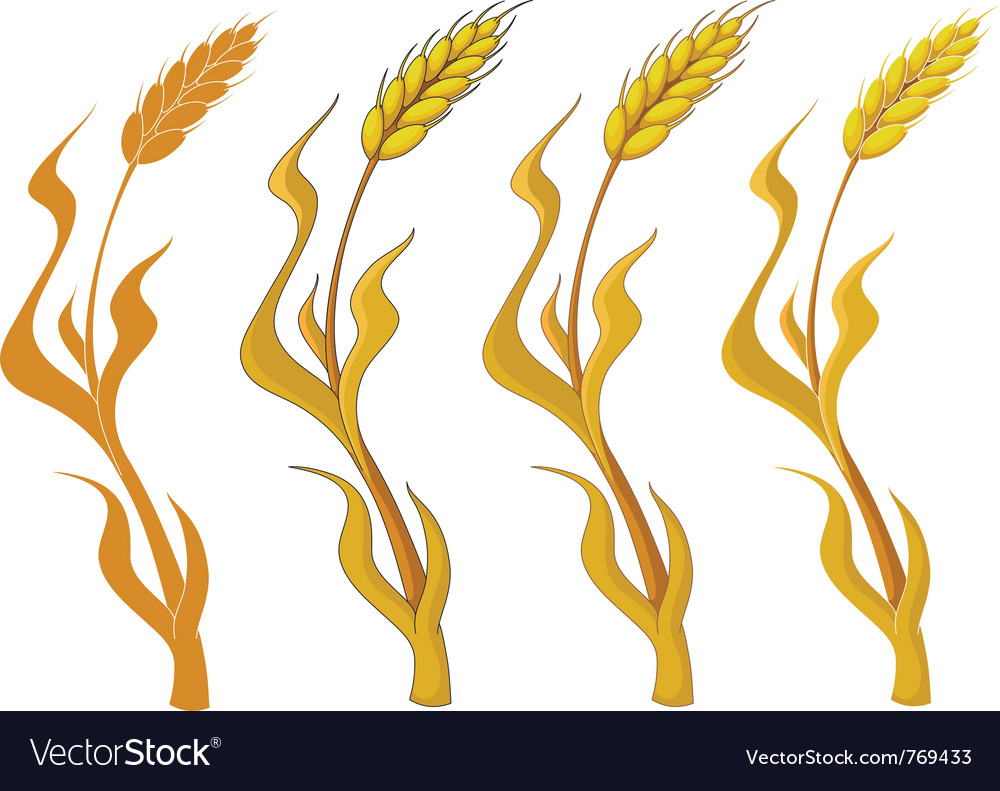 Collection wheat Royalty Free Vector Image - VectorStock