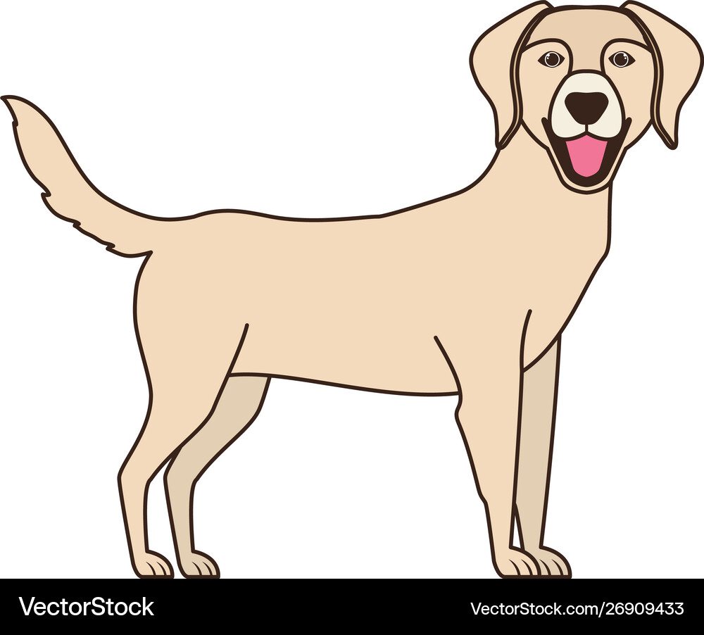 Cute labrador retriever dog on white background Vector Image
