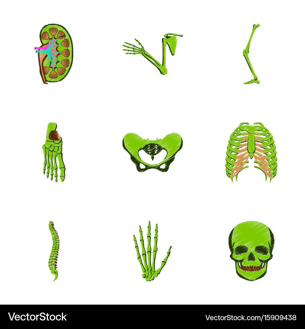 Assembly of flat shading style icon human bones Vector Image