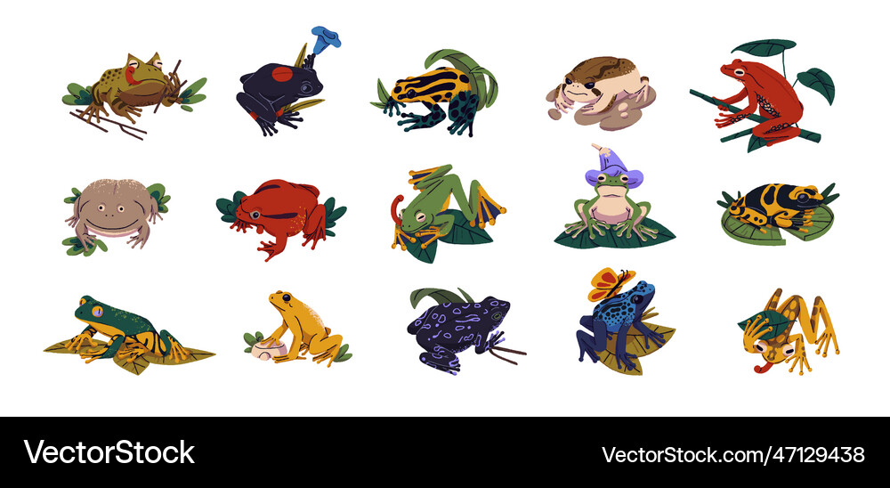 Different frogs and toads animal species set Vector Image