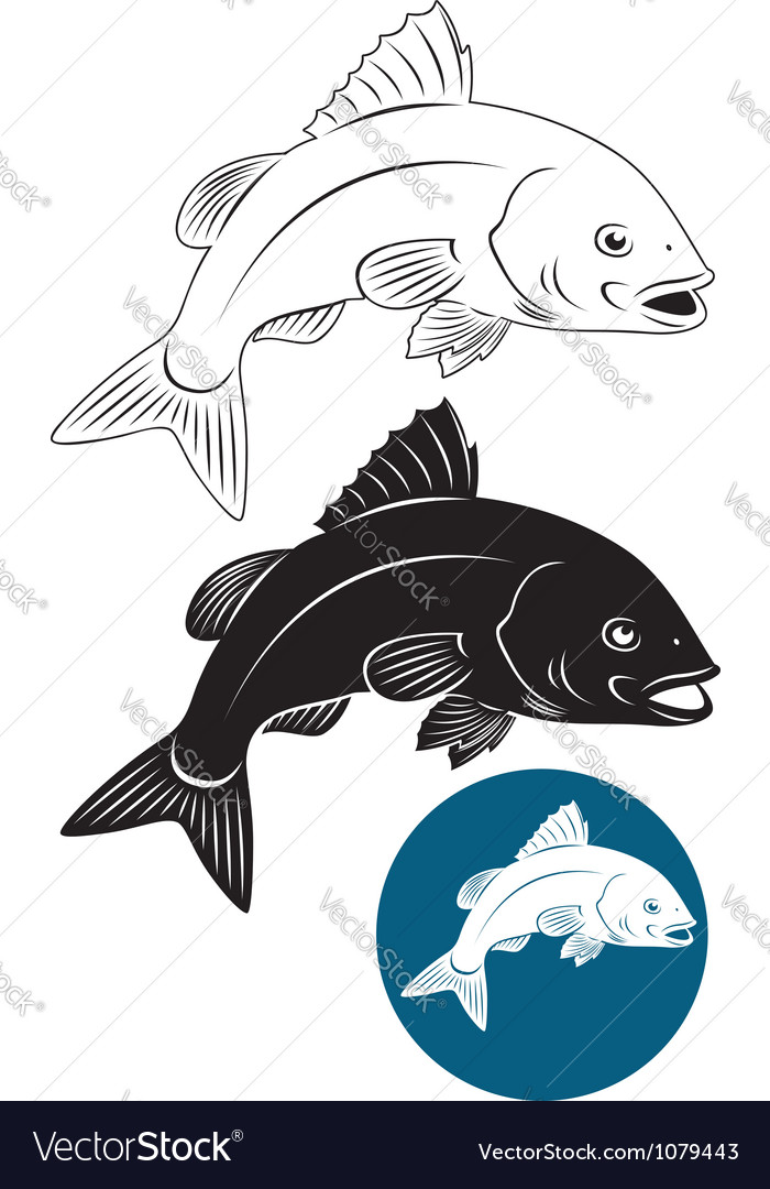 Snapper Royalty Free Vector Image - VectorStock