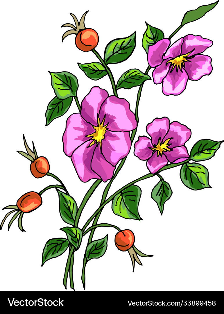 Pink flowers wild rose Royalty Free Vector Image