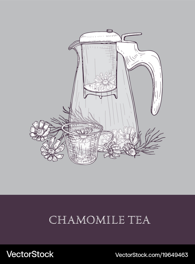 Glass teapot or pitcher with strainer cup tea Vector Image