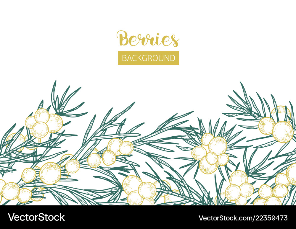 Elegant background with juniper sprigs and berries