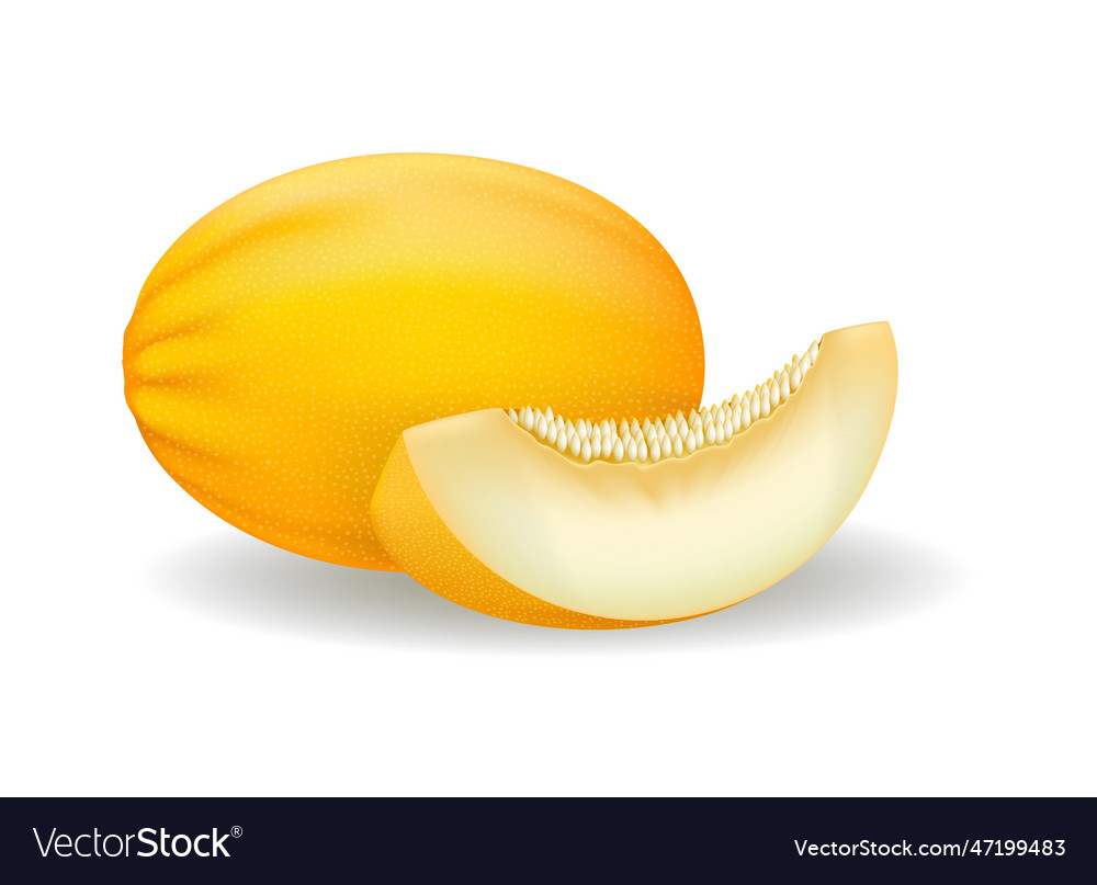 Canary melon realistic Royalty Free Vector Image Canary melon realistic Royalty Free Vector Image