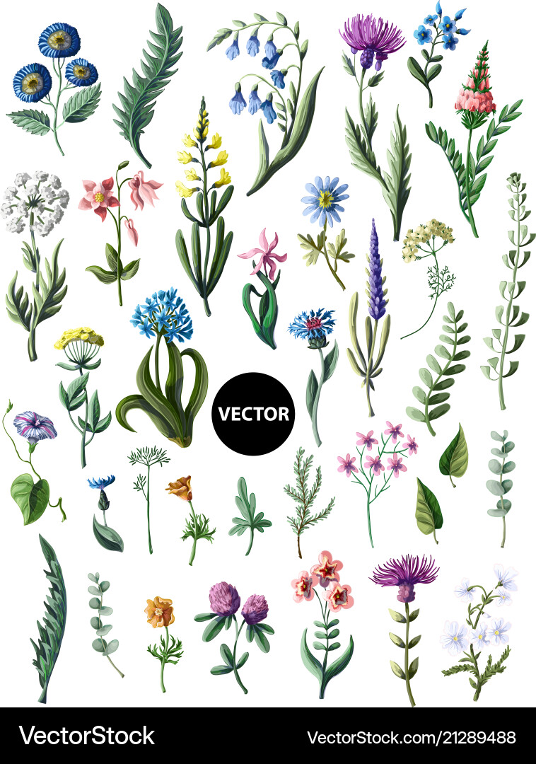Big set wild flowers isolated Royalty Free Vector Image