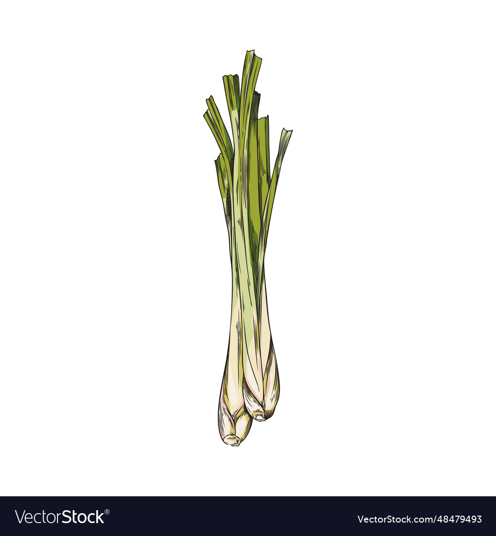 Hand Drawn Colorful Stems Of Lemongrass Plant Vector Image