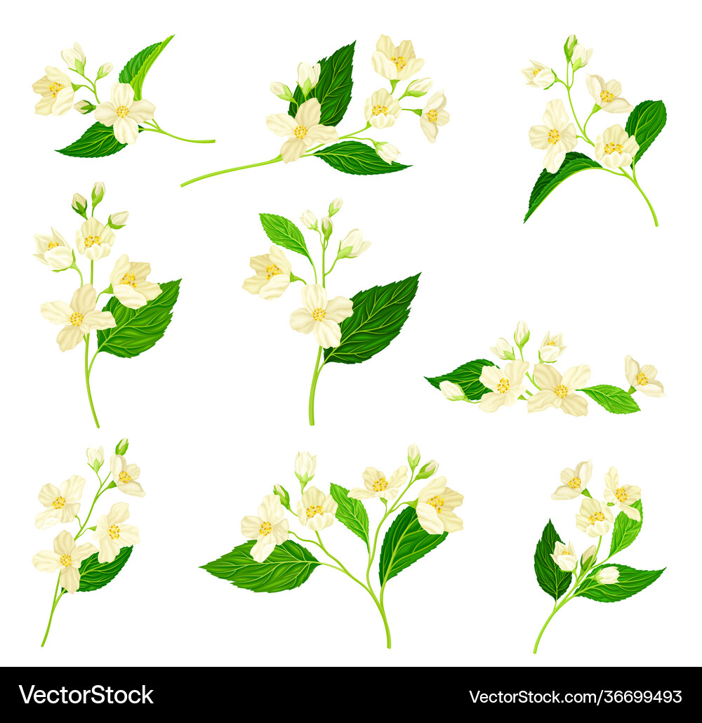 Jasmine plant specie on stem with white fragrant Vector Image