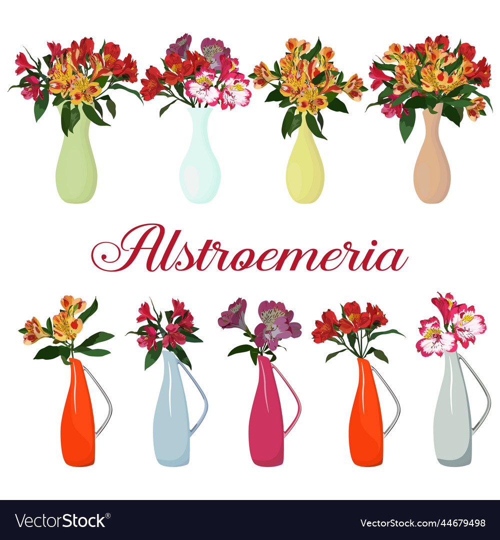 Alstroemeria tropical flowers peruvian lily Vector Image