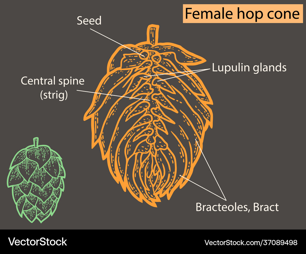 Flower hop structure beer ingredient education Vector Image