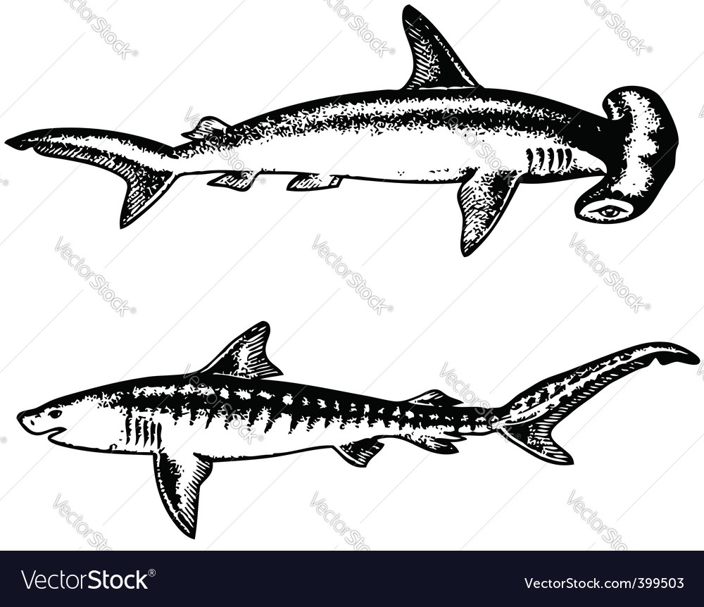 Sharks Royalty Free Vector Image - VectorStock
