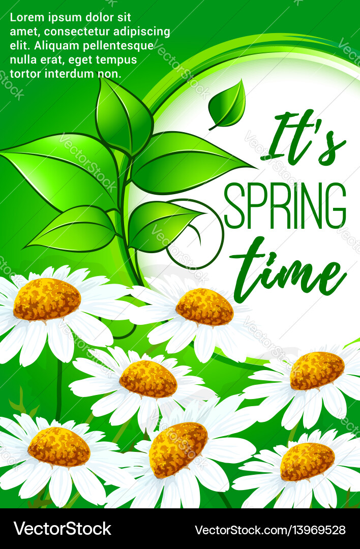 Spring poster design with daisy flowers Royalty Free Vector