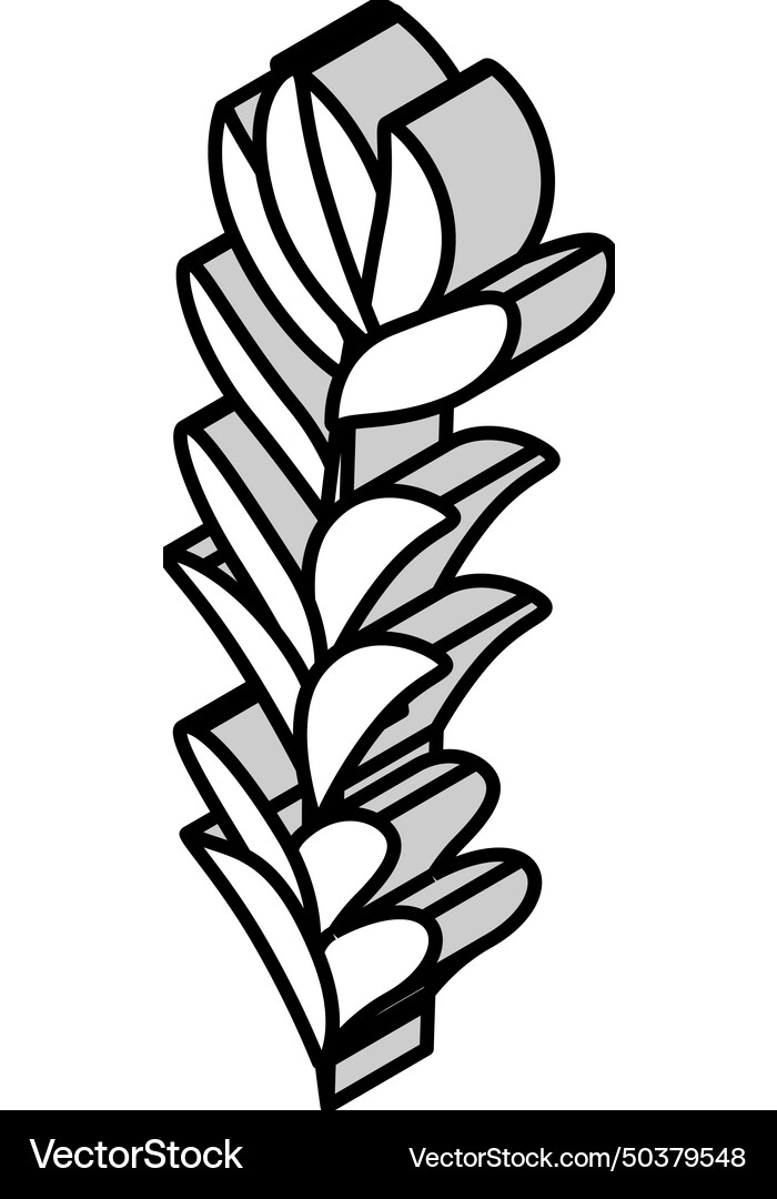 Rotala rotundifolia seaweed isometric icon Vector Image