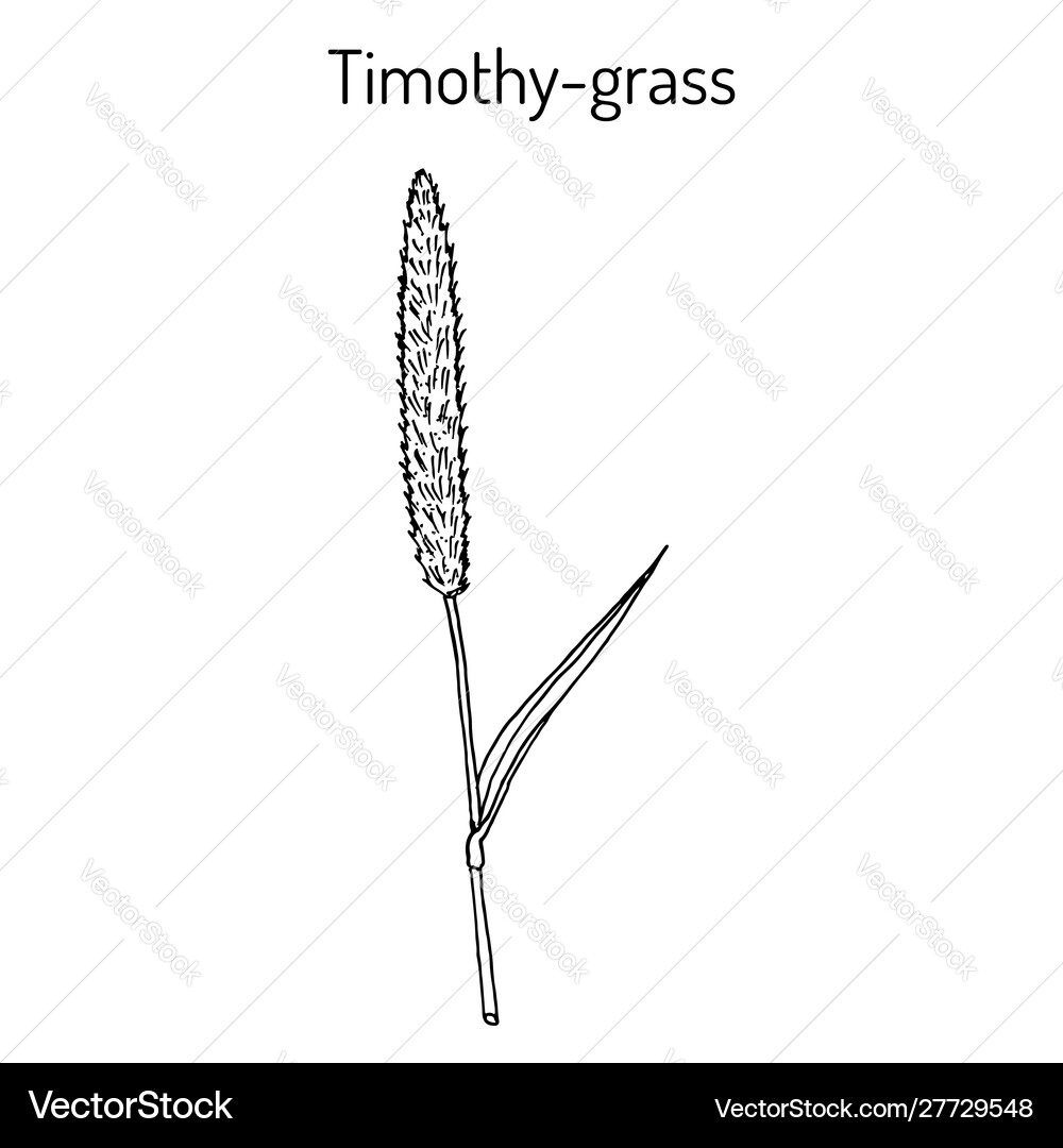 Timothy-grass phleum pratense or meadow cats Vector Image