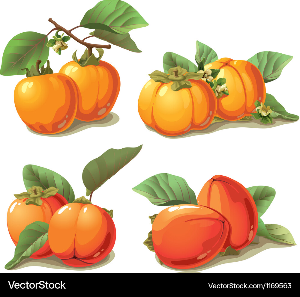 Set of ripe persimmon Royalty Free Vector Image