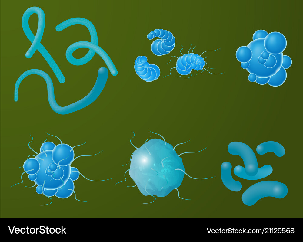 Realistic microbes and bacteria true to life Vector Image