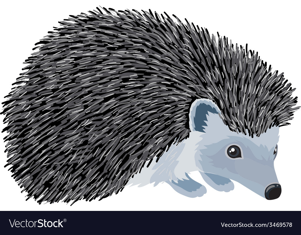 Hedgehog Royalty Free Vector Image - VectorStock