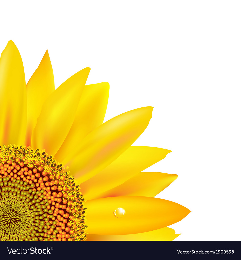 Sunflower Royalty Free Vector Image - VectorStock