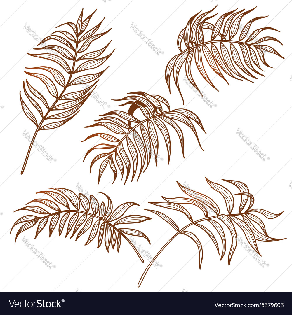 Palm leaves set Royalty Free Vector Image - VectorStock Palm leaves set Royalty Free Vector Image - VectorStock