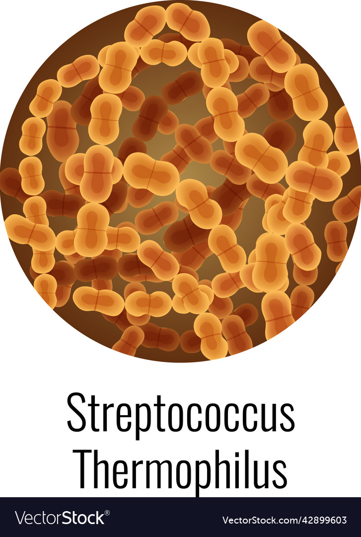 Streptococcus bacteria round composition Vector Image