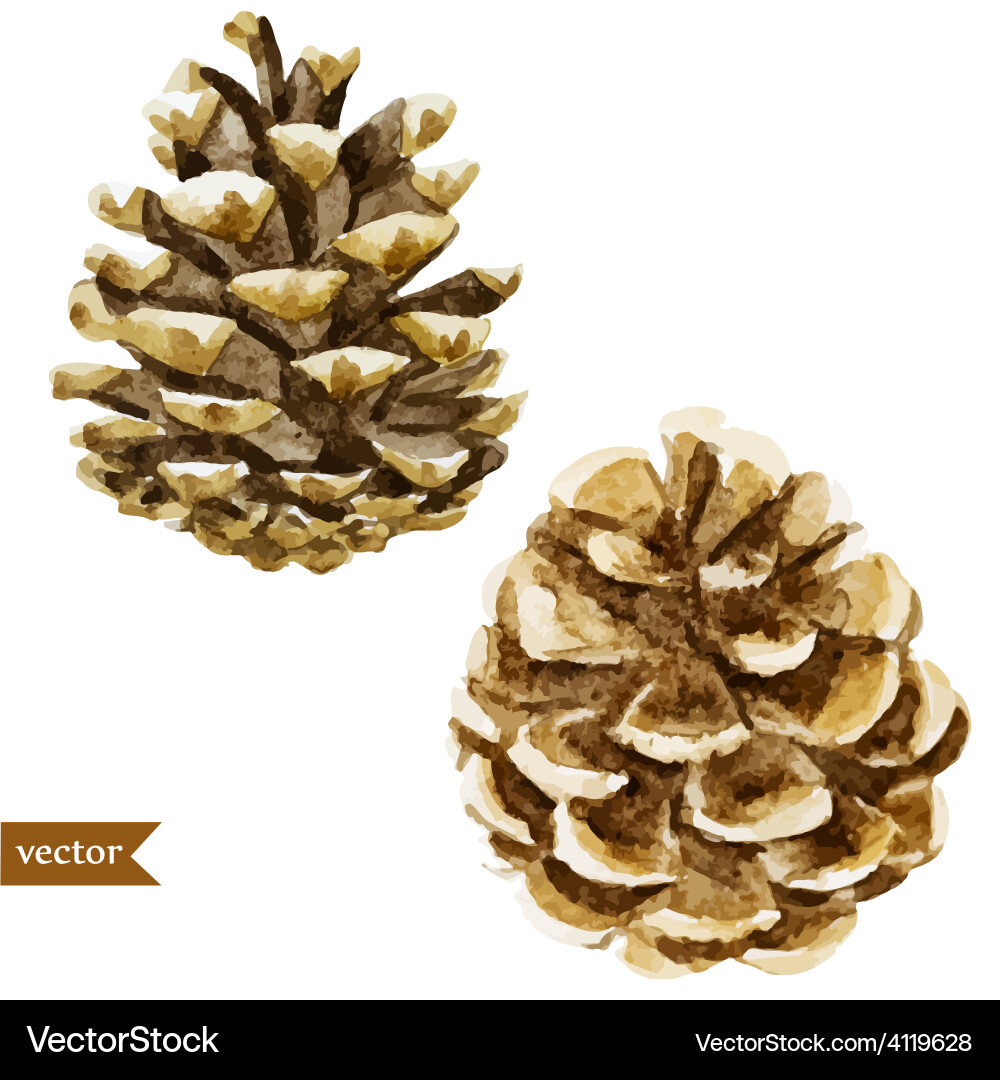 Pine cone Royalty Free Vector Image - VectorStock