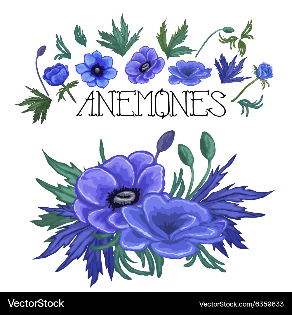 Collection of anemones Royalty Free Vector Image