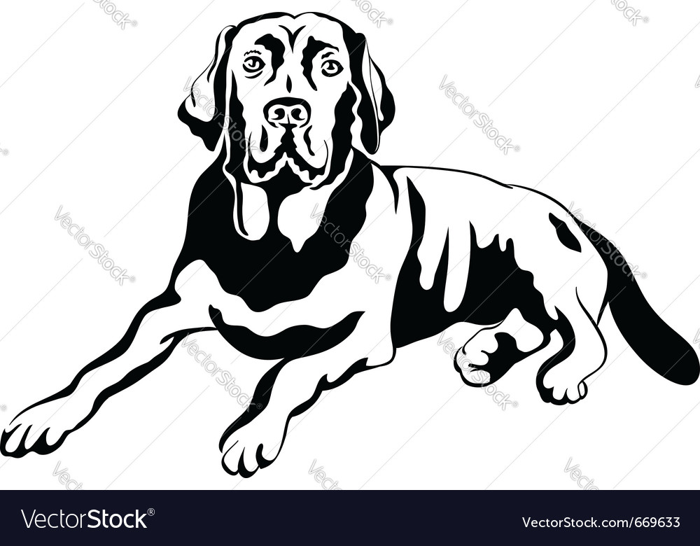 Labrador Royalty Free Vector Image - VectorStock