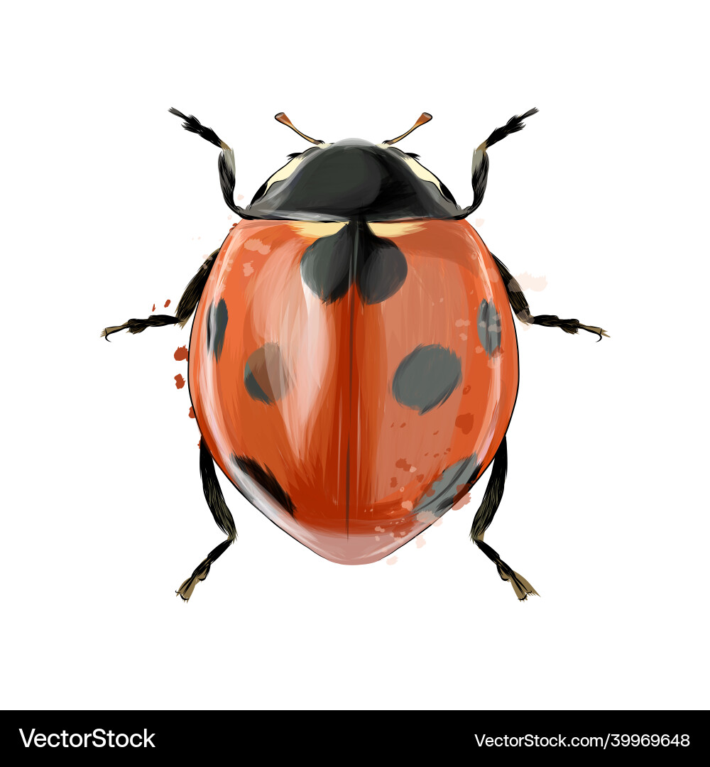 Ladybug from splash of watercolors colored Vector Image