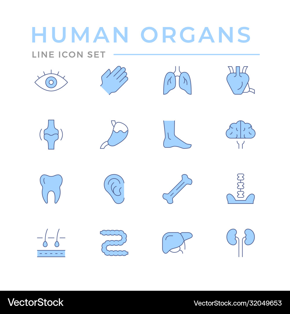 Set color line icons human organs Royalty Free Vector Image