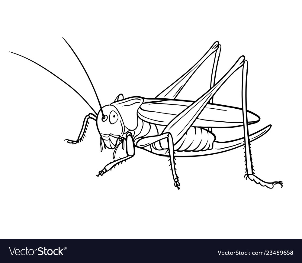 Grasshopper graphic version Royalty Free Vector Image