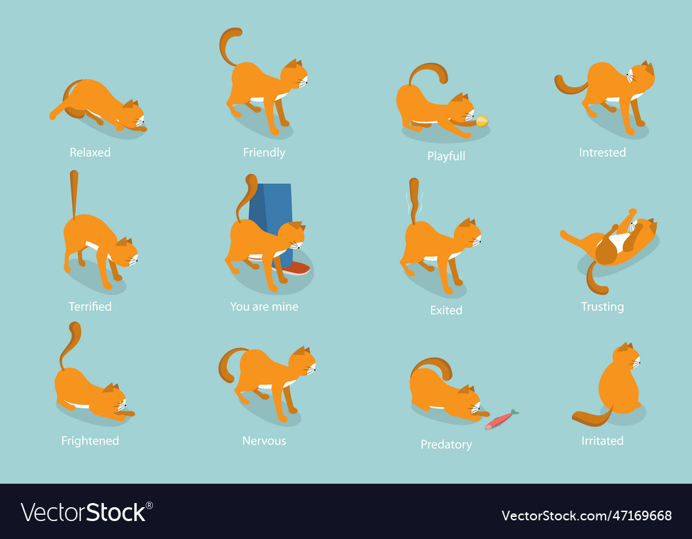 3d isometric flat set of cats behavior Royalty Free Vector 3d isometric flat set of cats behavior Royalty Free Vector