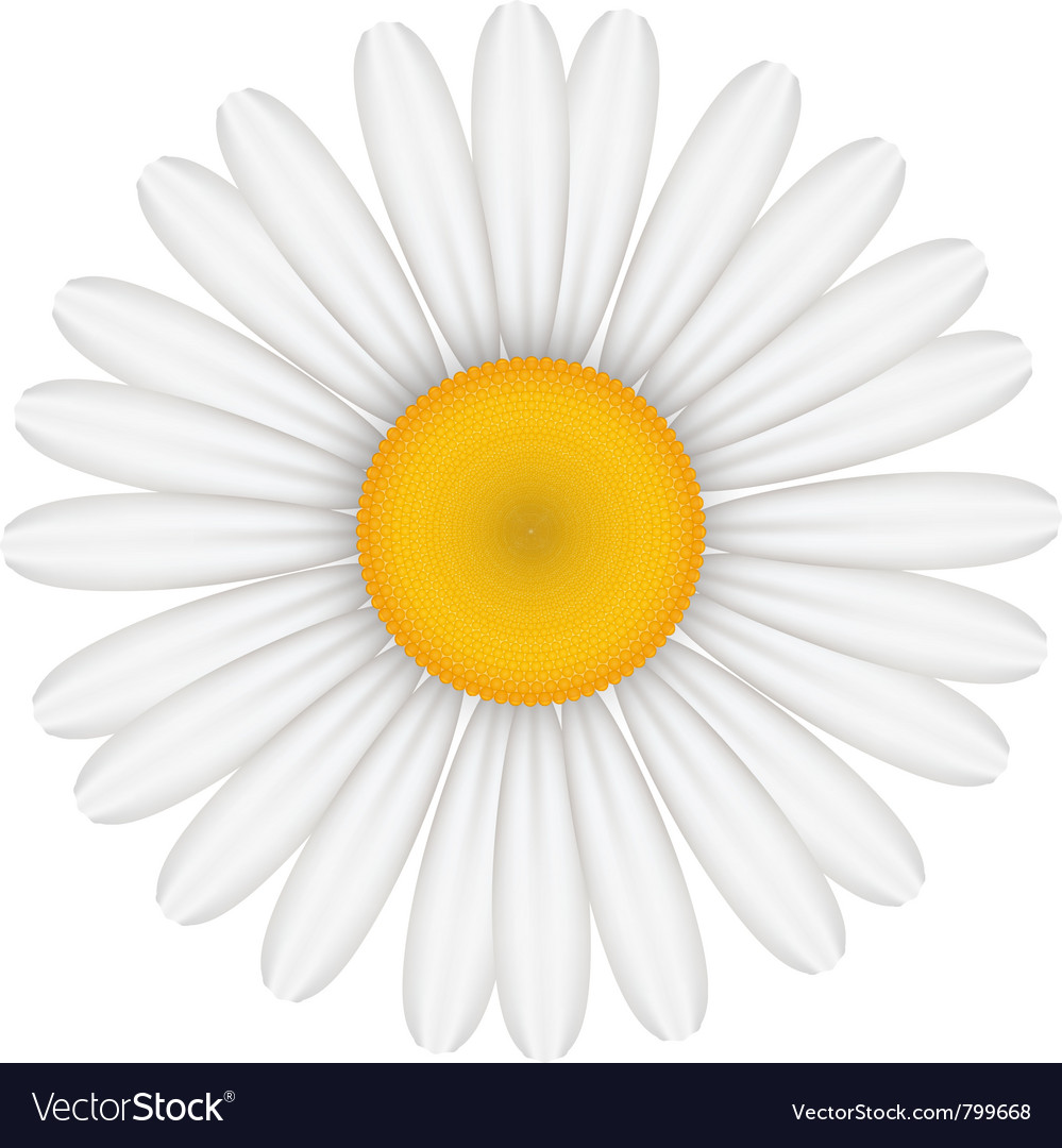 Chamomile Royalty Free Vector Image - VectorStock