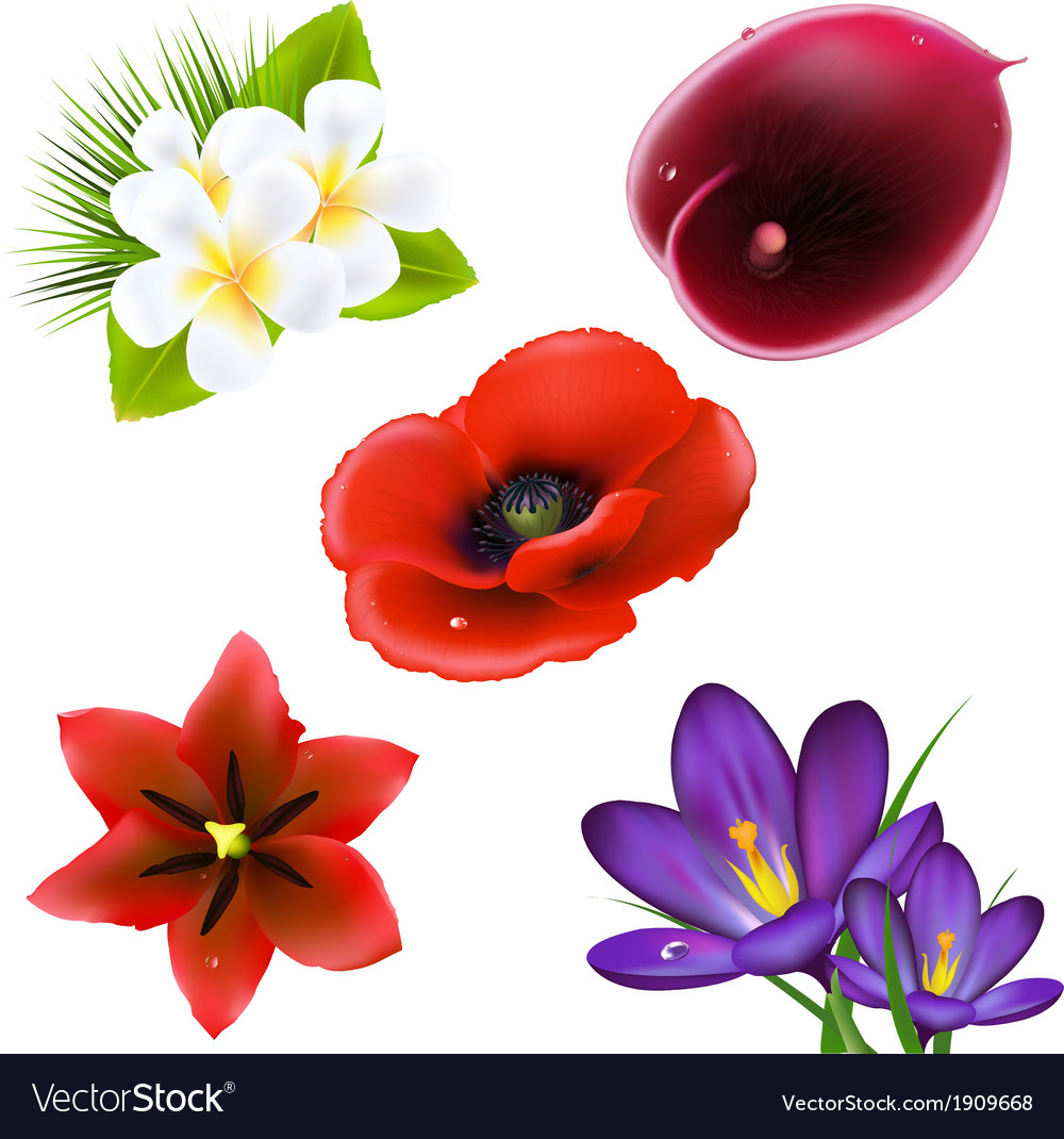 Set of realistic flowers Royalty Free Vector Image