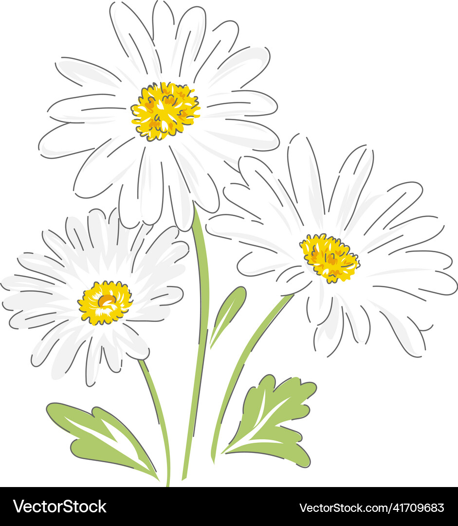 Daisy hand drawn Royalty Free Vector Image - VectorStock
